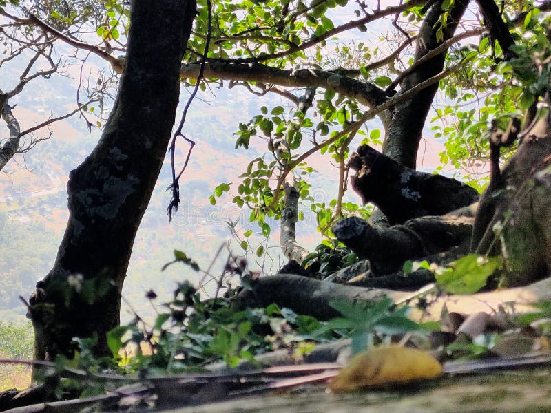 Sliding View through the Trees Stock Image - Image of clear, green ...