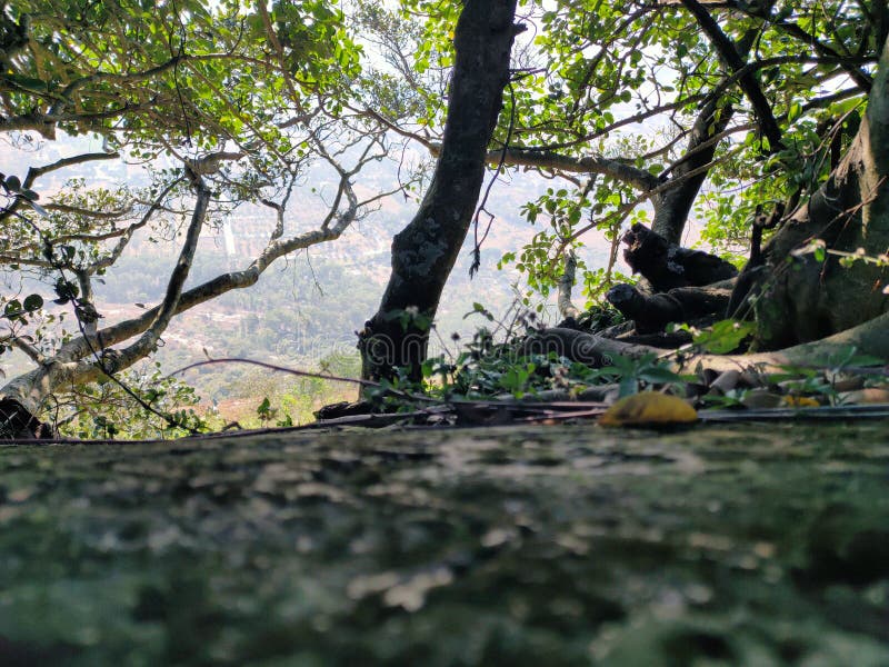 Sliding View Trough the Trees Stock Photo - Image of branches, trough ...