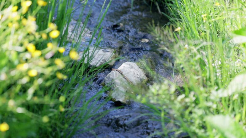Sliding through Water Stream in Spring Stock Video - Video of water ...