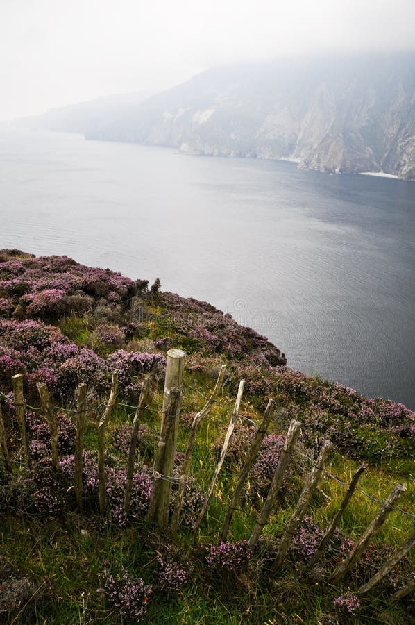 Slieve League Cliffs, Ireland Stock Image - Image of mountain, flower ...
