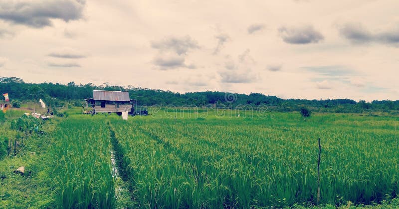 Slightly Cloudy in the Green Rice Fields Stock Image - Image of rice ...