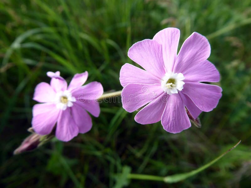 Wild Geranium Flowers Against Grass Stock Image - Image of flowers ...