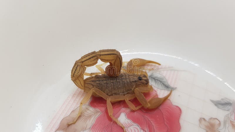 Scorpion on Floral Pattern Surface Stock Photo - Image of animal ...