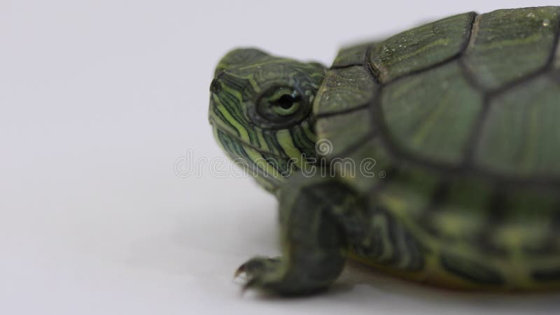 Slightly Movement of Green Turtle Head, Isolated Stock Footage - Video ...