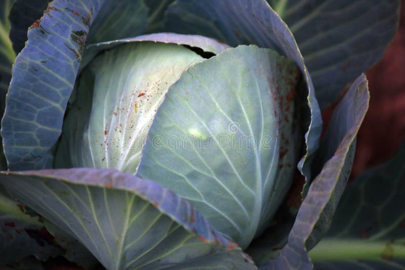 CABBAGE HEAD FORMING in a VEGETABLE PATCH Stock Photo - Image of ...