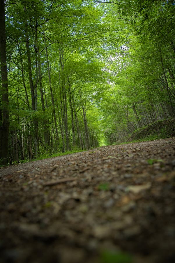 Tilted low angle trail stock photo. Image of hike, forest - 203613744