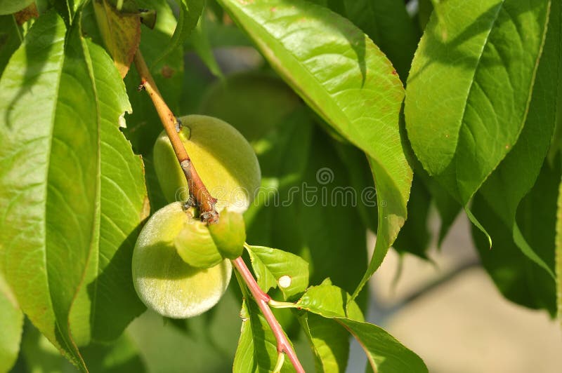 Slightly Unripe Peaches Ripen on a Tree in the Sun Stock Photo - Image ...