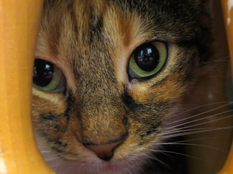 Slim En Wijs Kijk Van De Ogen Van De Groene Kat Stock Afbeelding ...