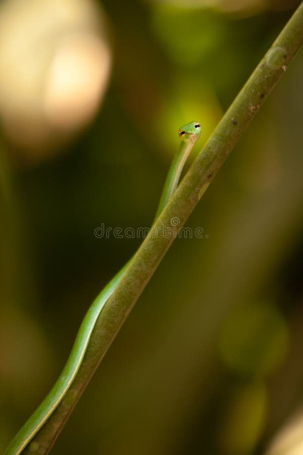 Slim Green Snake Hangs at Branch in Sigharaja Forest, Sri Lanka Stock ...