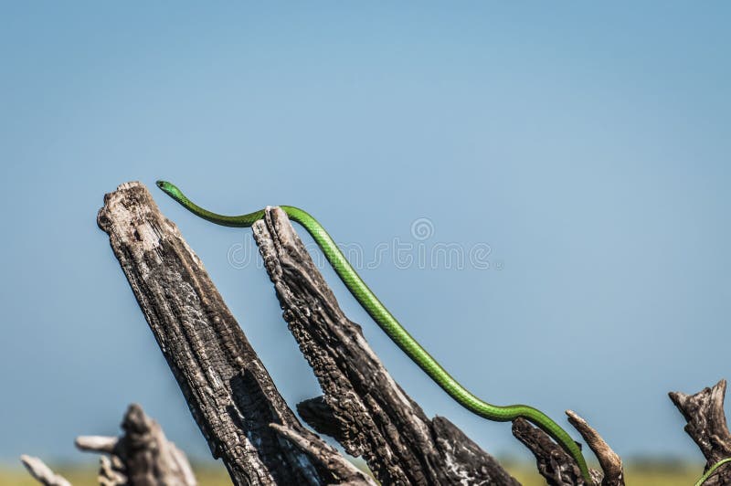 Slim Green Snake, Stretched between Dead Tree Branches Stock Image ...