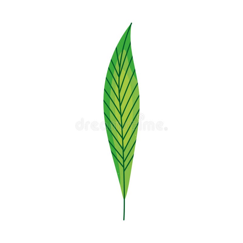 Slim leaf plant foliage stock vector. Illustration of isolated - 273153562