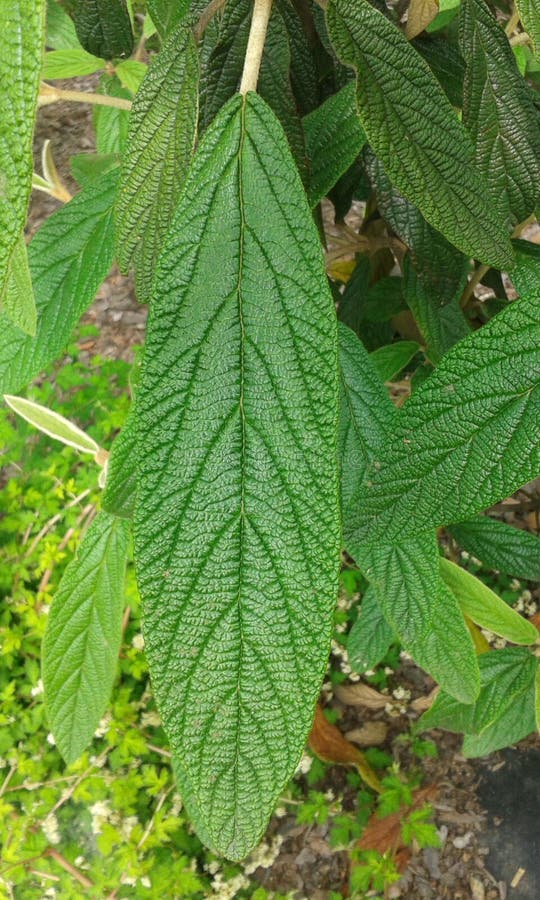 Slim leaf texture stock photo. Image of planet, plant - 100908704