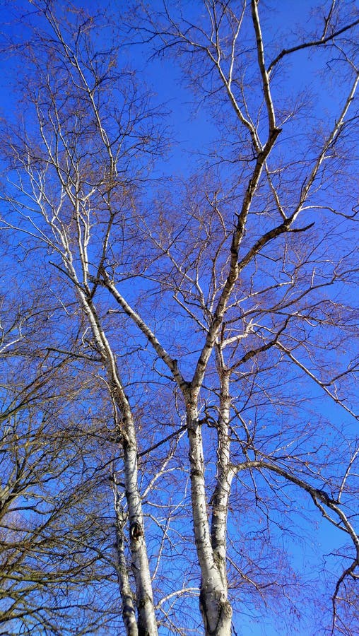 Slim Trees with White Trunk Stock Photo - Image of front, decorated ...