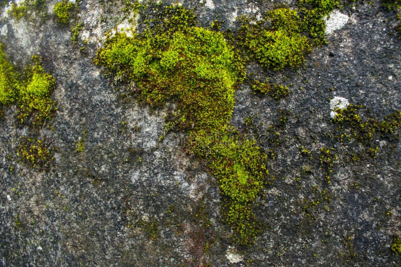 Slime algae stock image. Image of bubble, lake, juan - 98227971
