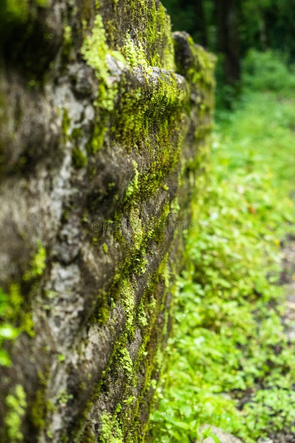 Slime algae wall stock photo. Image of lichen, erosion - 98228548