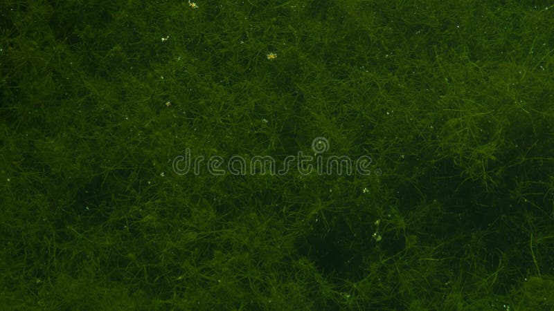 Slime and Algae in the Water Texture Background Stock Photo - Image of ...
