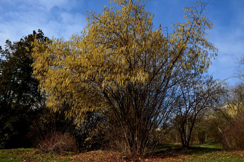 Walnut Tree Pollination Stock Photos - Free & Royalty-Free Stock Photos ...