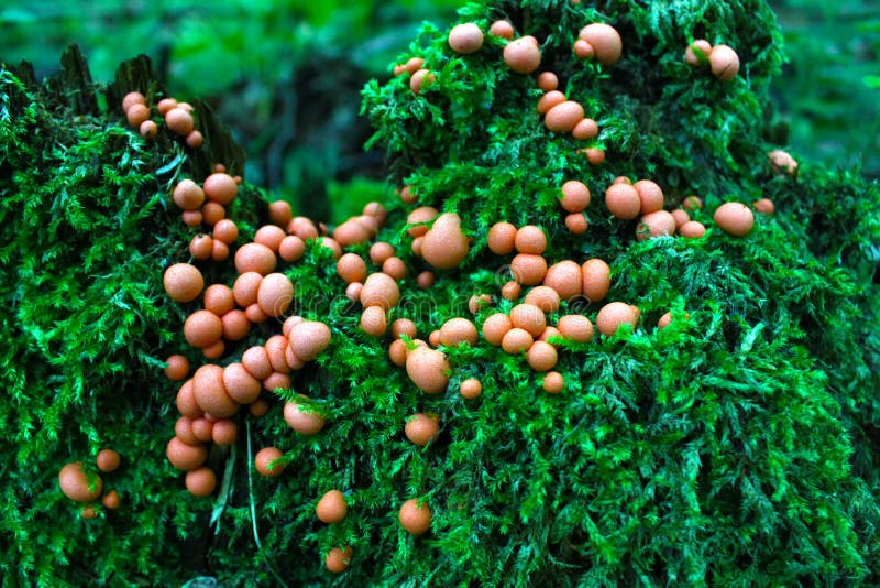 Slime Mold on a Green Moss in Forest Stock Image - Image of ocher ...