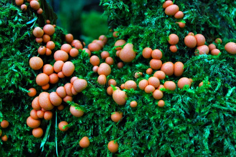 Slime Mold on a Green Moss in Forest Stock Image - Image of mold, bunch ...