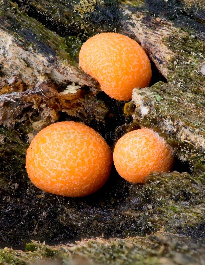 Slime Mold Growing on a Fallen Tree Stock Image - Image of nature ...