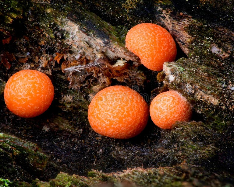 2,123 Orange Slime Stock Photos - Free & Royalty-Free Stock Photos from ...