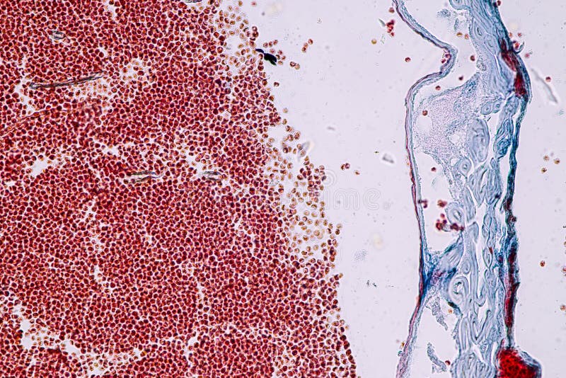 Slime Molds, As a Group, are Polyphyletic. Stock Image - Image of micro ...