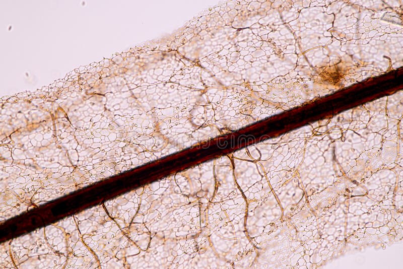 Slime Molds, As a Group, are Polyphyletic. Stock Image - Image of group ...