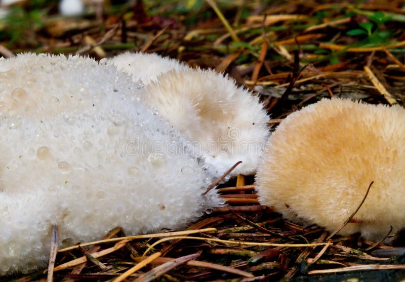 Slime molds stock image. Image of organism, tree, molds - 79793697