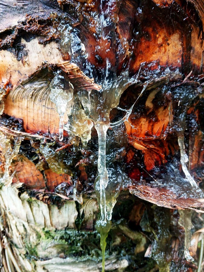 Slime from a tree stock image. Image of latex, plant - 319597135