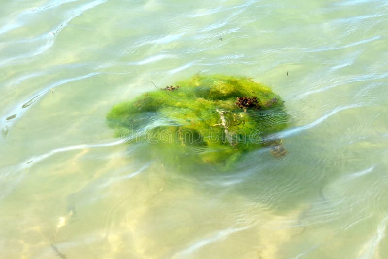 Slime verde imagem de stock. Imagem de brilhante, algas - 83755337