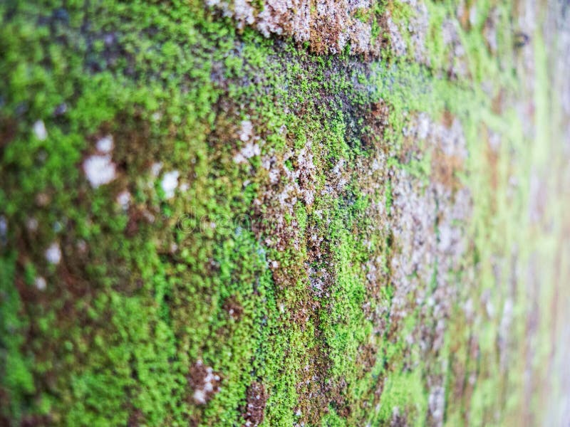 Slime wall texture stock image. Image of surface, background - 70106815