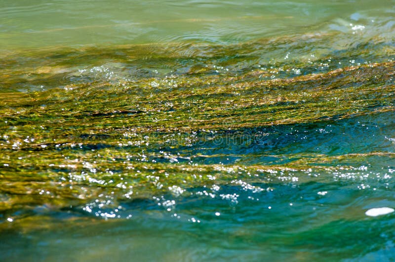 Slime water stock photo. Image of river, bubble, pond - 122172480