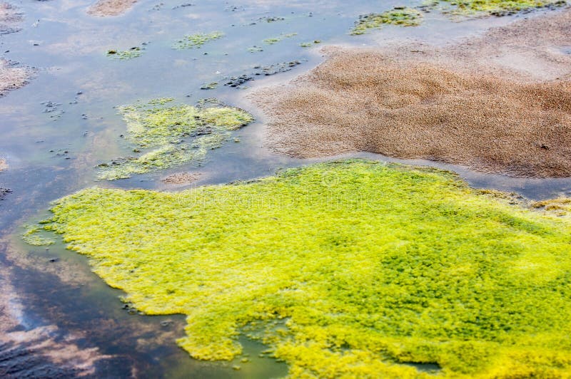 Slime water stock photo. Image of nature, ocean, environment - 122172316