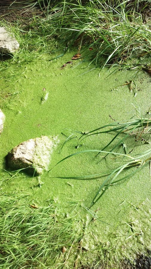 Slime? stock image. Image of water, pentwater, levels - 79066123