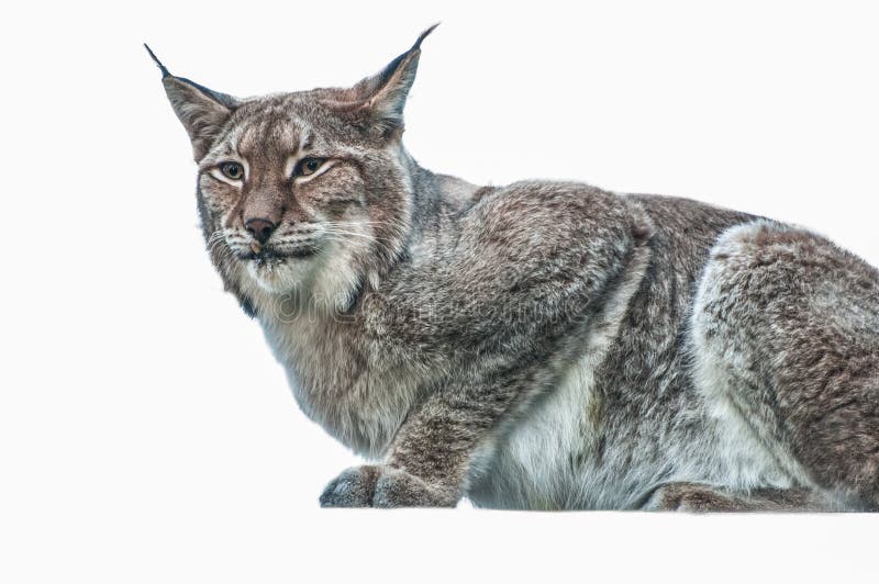 Slimme Dier Van De Lynx Het Grote Kat Stock Foto - Image of portret ...