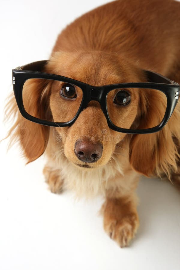 Slimme hond stock foto. Image of studieus, intelligent - 8552068