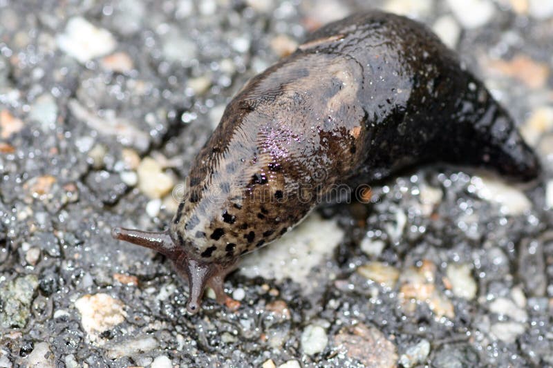 Slimy Slug stock photo. Image of animal, environment - 35242842