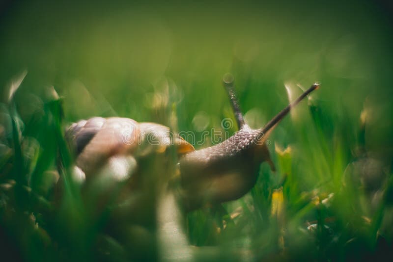 Escargot Snail in Green Grass Summer Time Stock Photo - Image of people ...