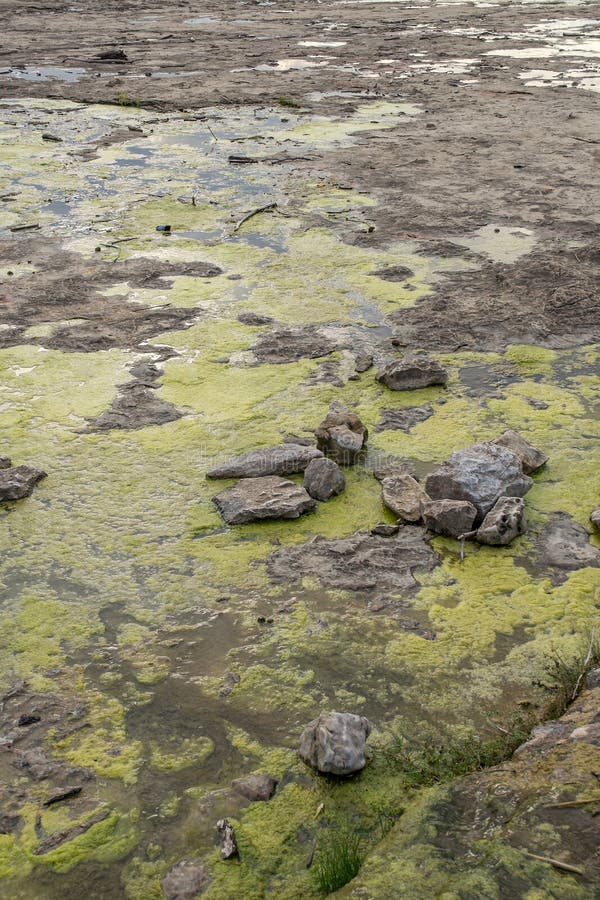 Slimy Tide Pools stock image. Image of river, rocky, louisville - 88929921
