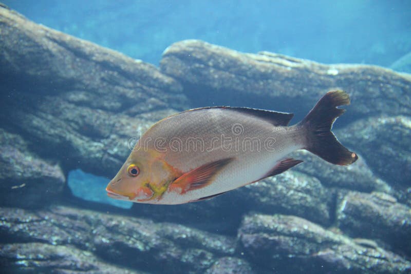 Slinger Fish (Chrysoblephus Puniceus) Stock Photo - Image of ...