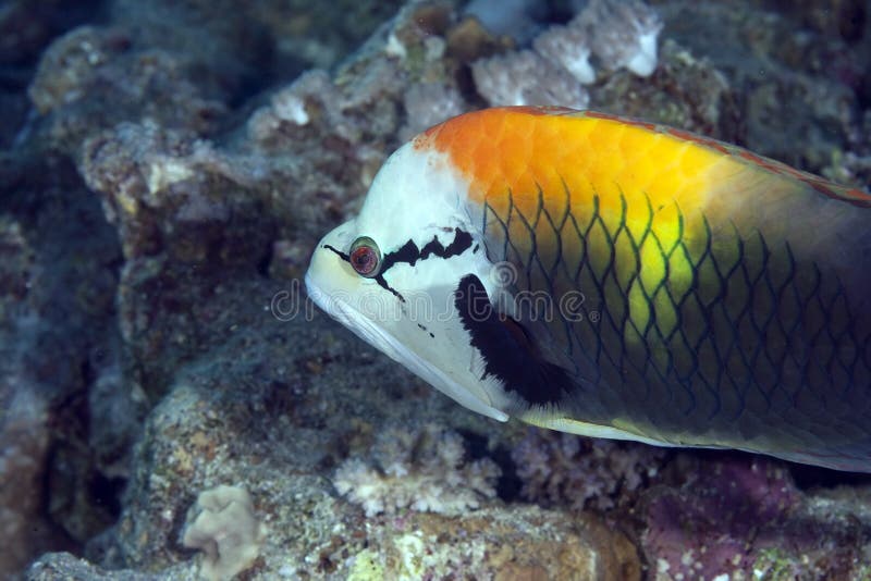 Slingjaw Wrasse or Sling-jaw Wrasse Epibulus Insidiator Undersea, Red ...