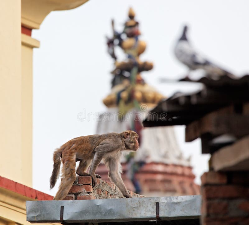 Slink Monkey on the Wall in Swayambhunath Stock Image - Image of ...