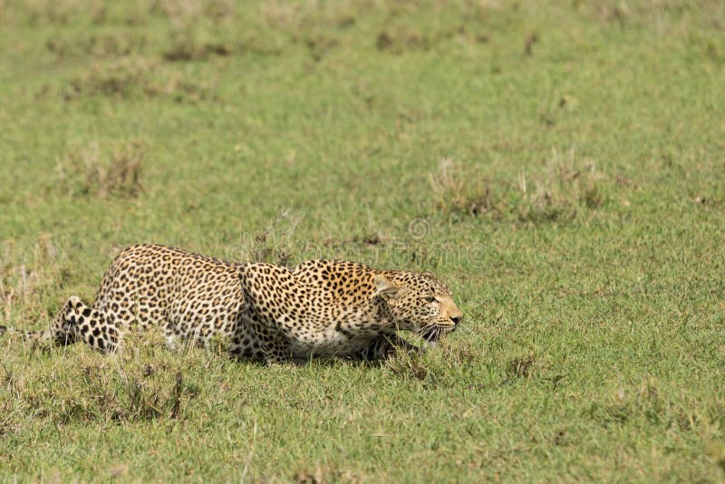 A Leopard Slinking Across the Grasslands Stock Photo - Image of leopard ...