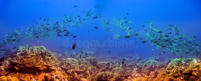 Slip-up of a food fish stock photo. Image of light, animals - 27808600