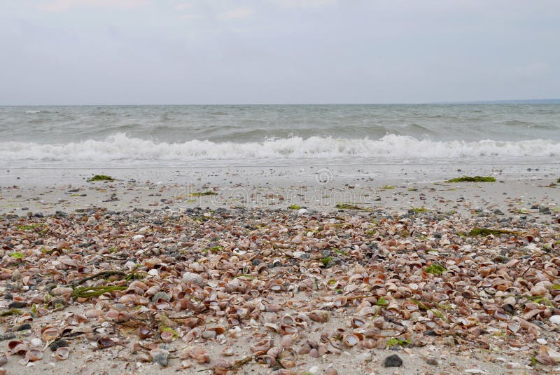 Slipper Shells at Shell Point Beach, Buzzards Bay, Massachusetts, USA ...