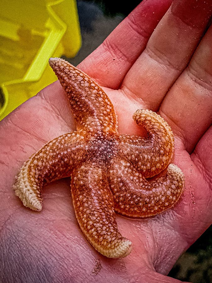 Slippery Customer stock image. Image of insect, organism - 235719695