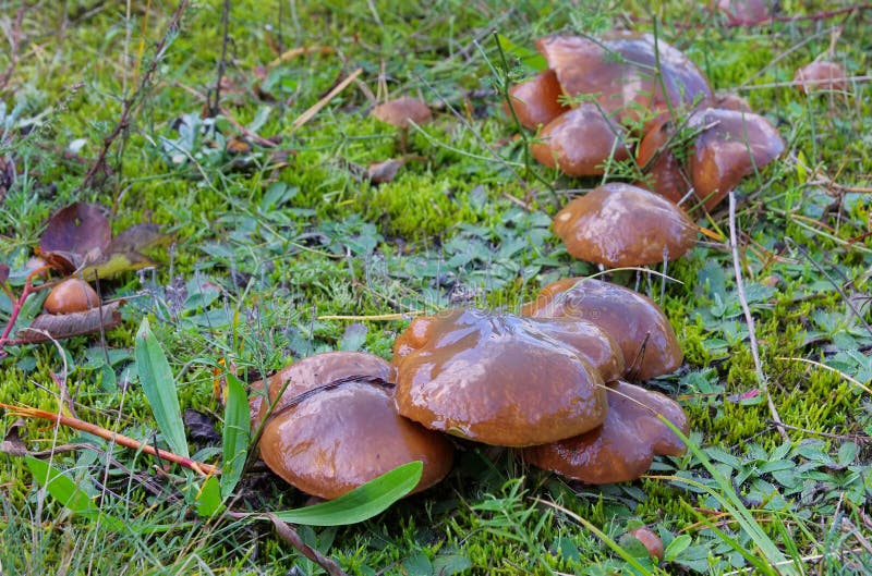 Slippery Jack stock photo. Image of macro, edible, closeup - 28202248