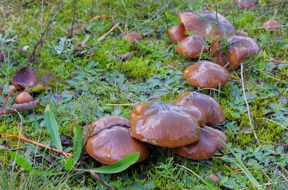 Slippery Jack stock photo. Image of macro, edible, closeup - 28202248