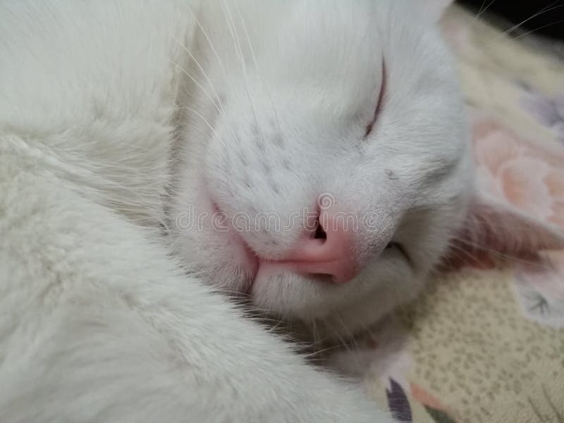 Slipping white cat stock photo. Image of nose, organ - 196723684