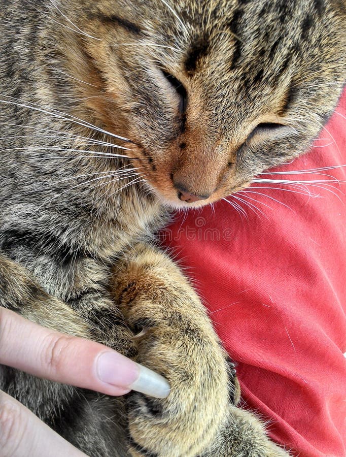 Slippy Kitty stock photo. Image of kitty, dreaming, slippy - 98777672